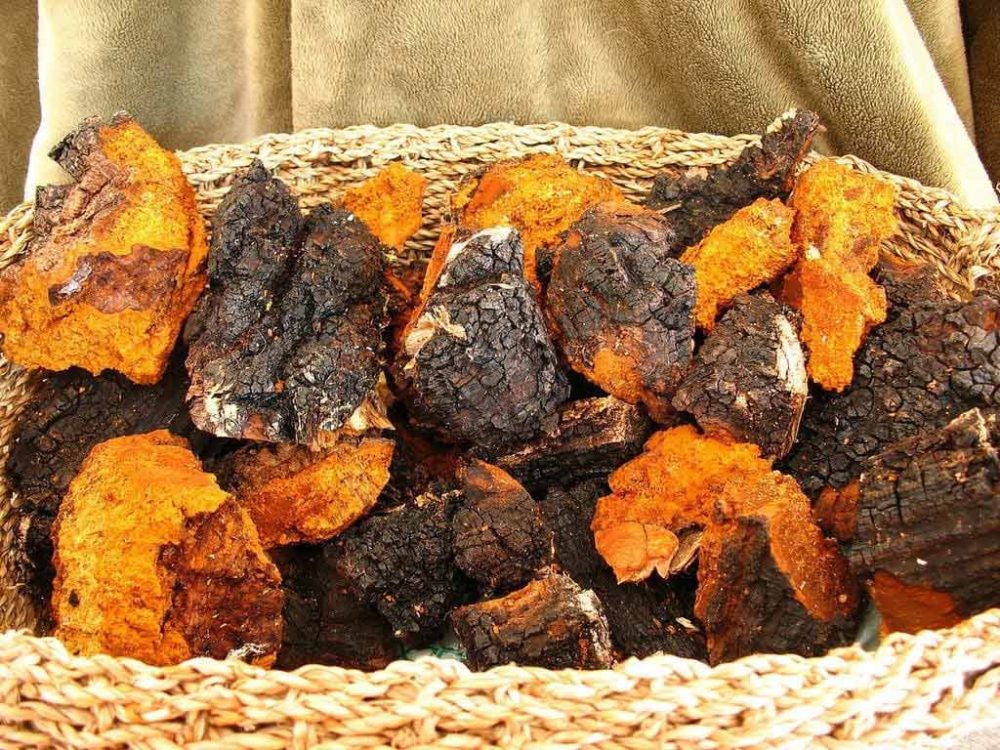 What is Chaga and its Medicinal Properties? - Crystal Dreams World