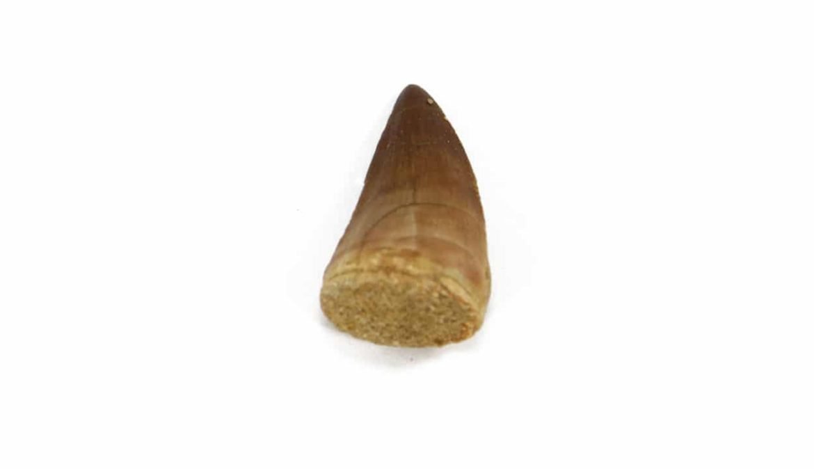 Mosasaurus Dinosaur Tooth - Crystal Dreams World