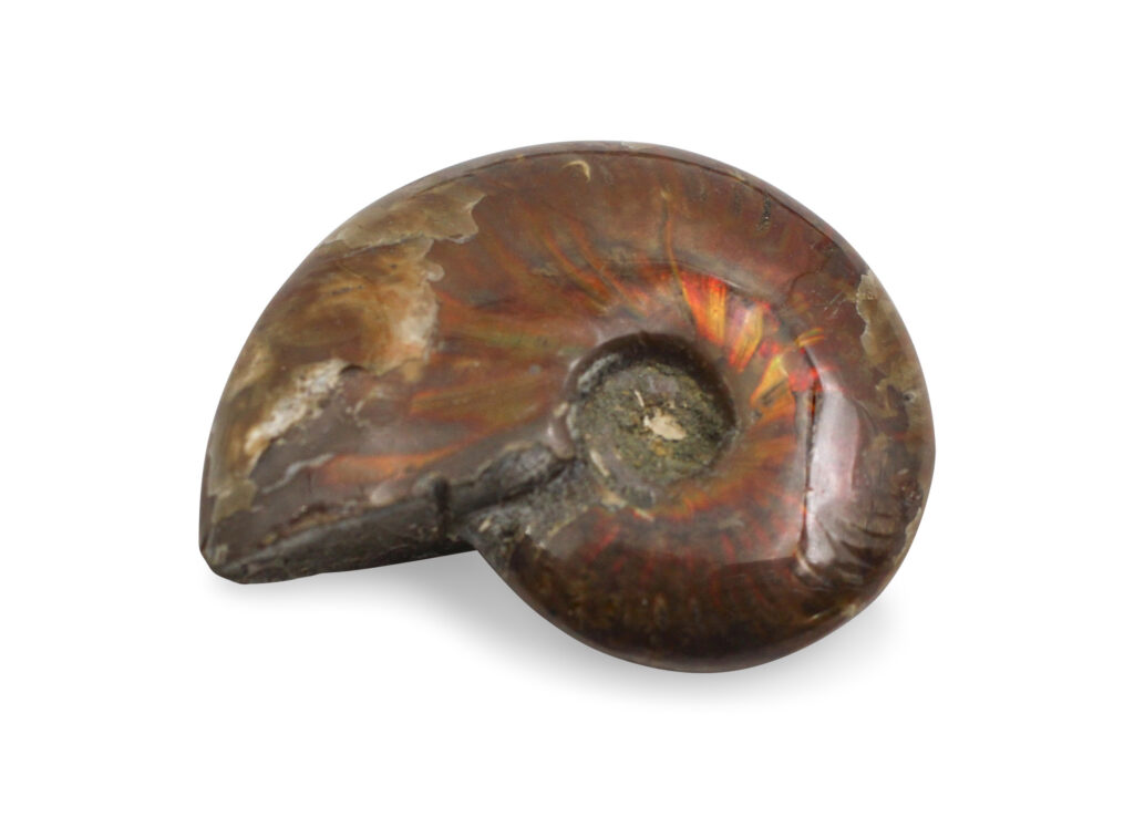 Rainbow Ammonite - Crystal Dreams World