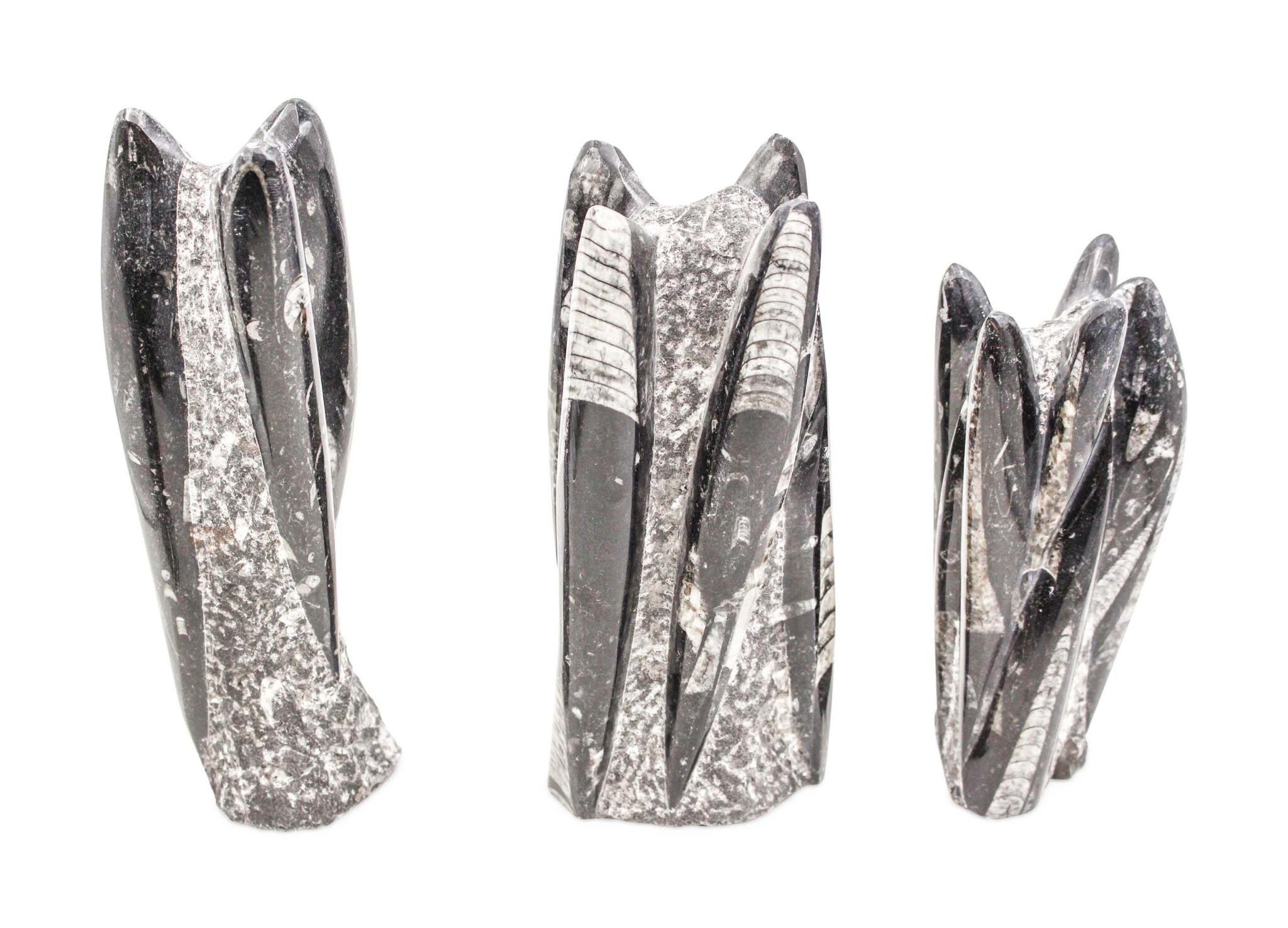 Orthoceras Fossil Statue - Crystal Dreams World